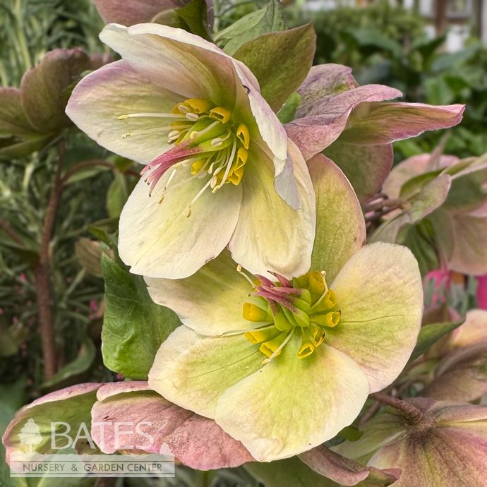 #1 Helleborus Ice N' Roses 'Bianco'/ White Lenten Rose