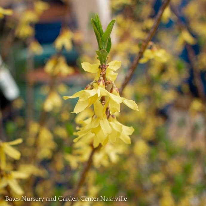 #3 Forsythia x intermedia Lynwood Gold