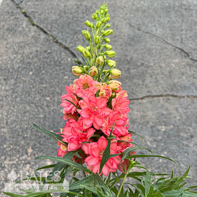 #2 Delphinium Red Lark/ Larkspur