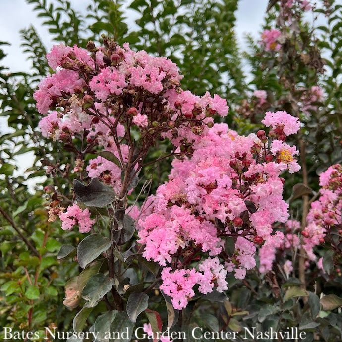 #7 Lagerstroemia Rhapsody in Pink/ Semi-dwarf Crape Myrtle