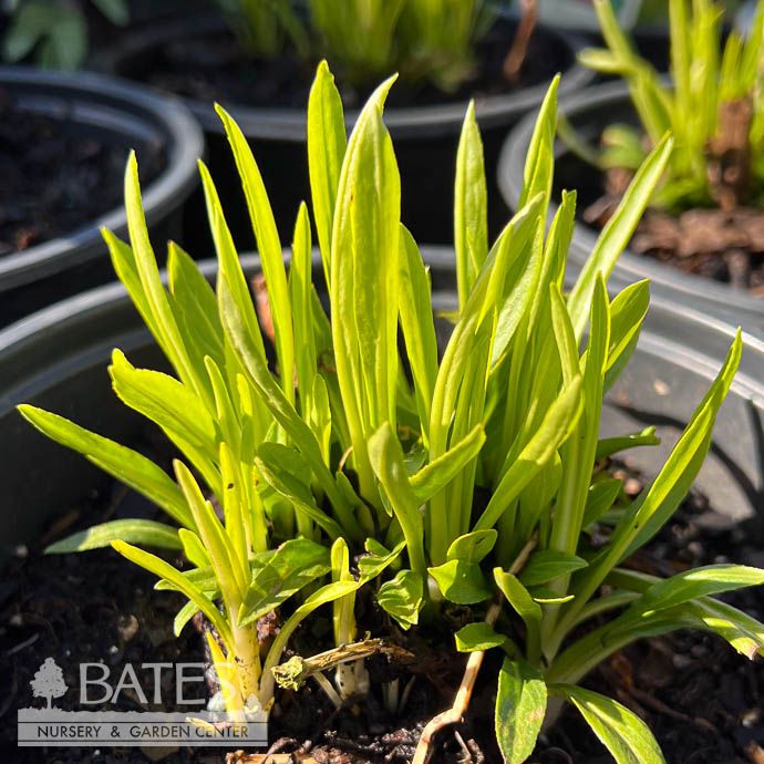 Tennessee Native Perennials