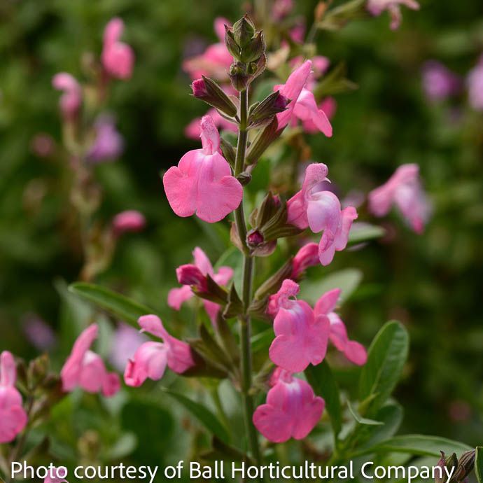 #1 Salvia greggii Mirage Pink/ Autumn Sage Native (R) - No Warranty