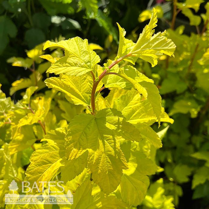 #3 Physocarpus opul Lemon Candy/ Ninebark Native (TN)