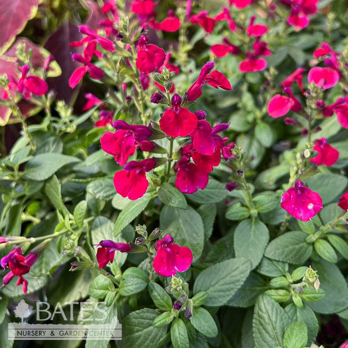 #1 Salvia greggii Mirage Cherry Red/ Autumn Sage Native (R) - No Warranty