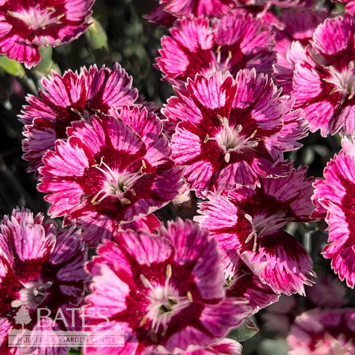 #1 Dianthus Everbloom 'Raspberry Jam'/ Pink Groundcover