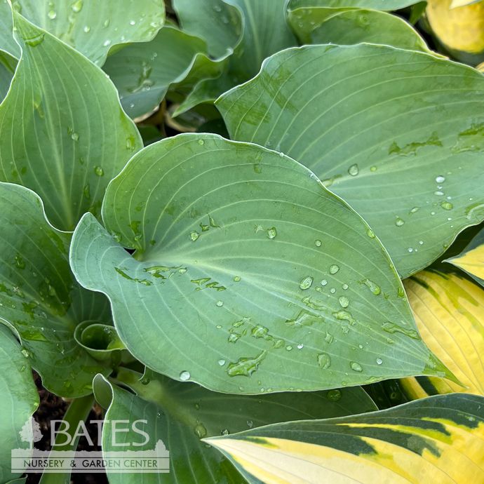 #1 Hosta Moonlight Sonata/ Blue Green