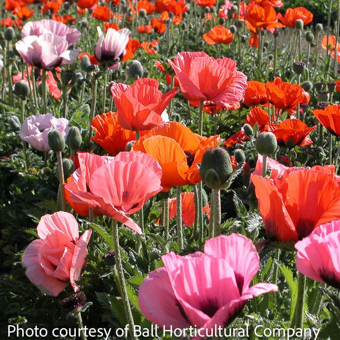 QP Papaver ori Pizzicato/ Mixed Color Oriental Poppy