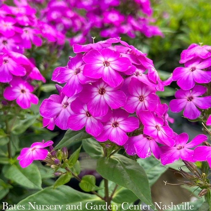 QP Phlox pan Flame 'Purple EYE'/ Upright Garden Native (TN)