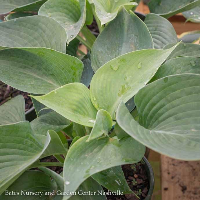#1 Hosta x Big Daddy/ Blue-Green
