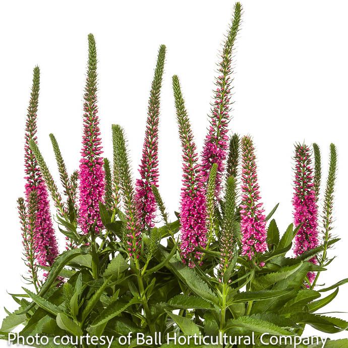 #1 Veronica Vernique Rose/ Speedwell