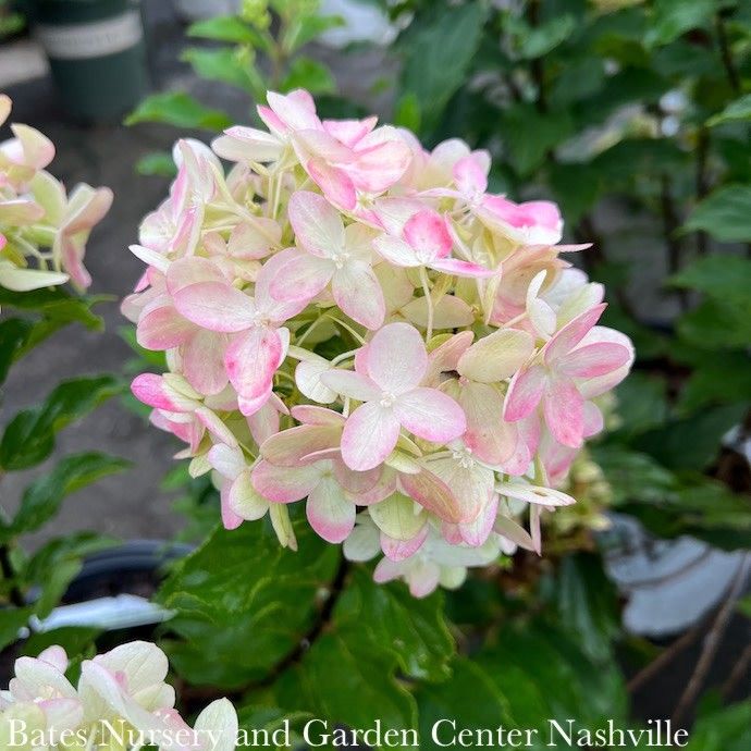 Topiary Patio Tree #7 Hydrangea pan Limelight Prime/ White Panicle