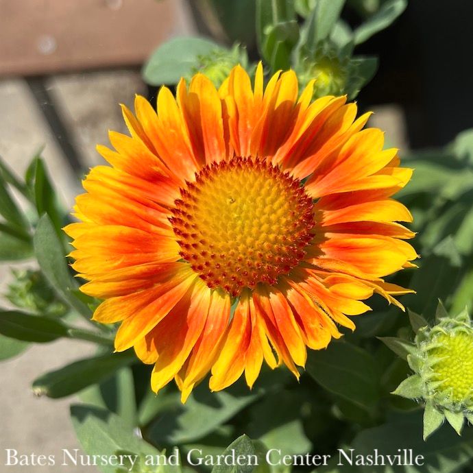 Perennial Plants | Bates Nursery and Garden Center | Nashville, TN
