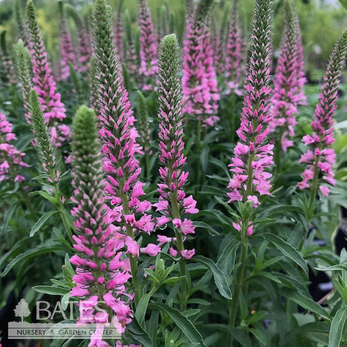 QP Veronica Giles Van Hees/ Speedwell