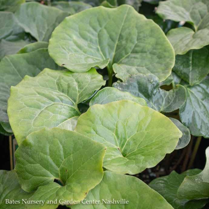 #1 Asarum canadense/ Wild Ginger Native (TN)