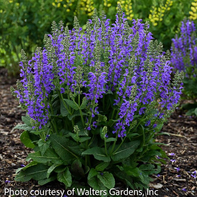 #1 Salvia Midnight Model/ Purple Garden Sage
