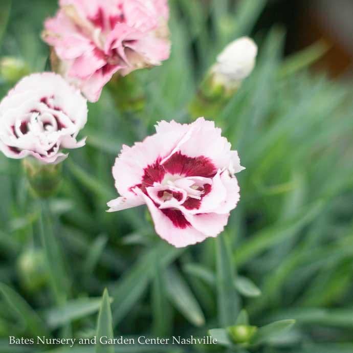 #1 Dianthus x SL Scent First 'Raspberry Surprise'/ Pink