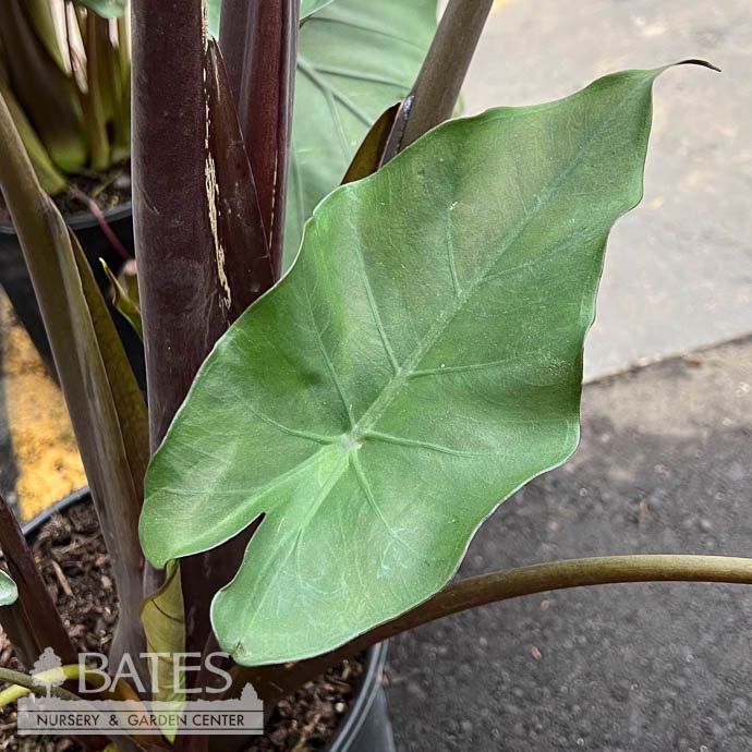 Tropical #1s Alocasia Sumo/ Elephant Ear - No Warranty