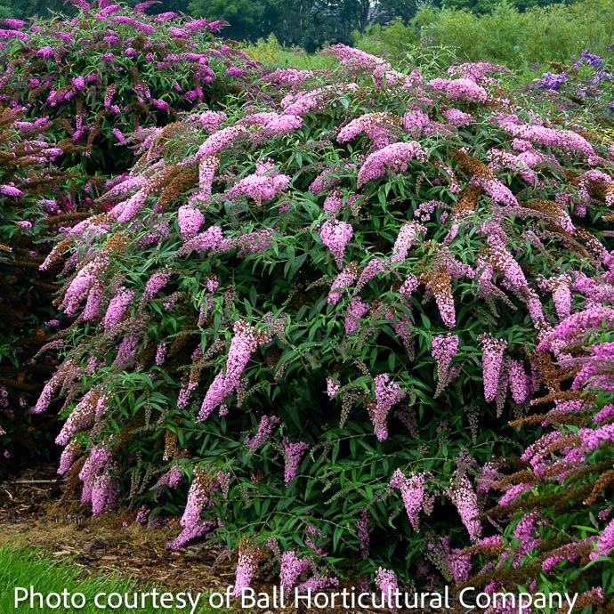 #3 Buddleia Pink Cascade/ Butterfly Bush