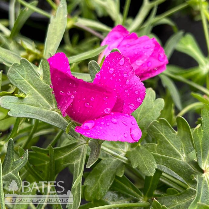Perennial Plants | Bates Nursery and Garden Center | Nashville, TN