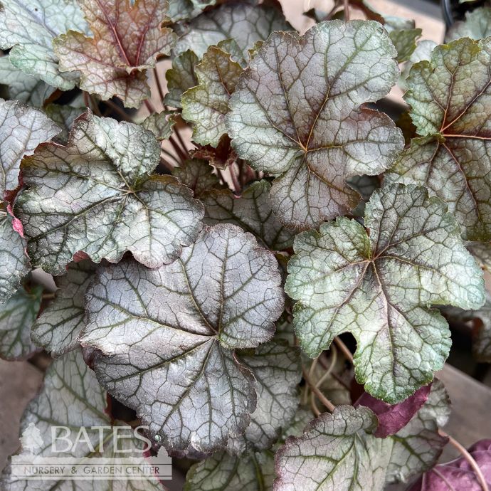 #1 Heucherella SL Twilight/ Foamy Bells