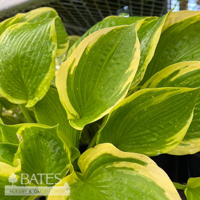 #1 Hosta Band of Gold/ Green, Cream Variegated