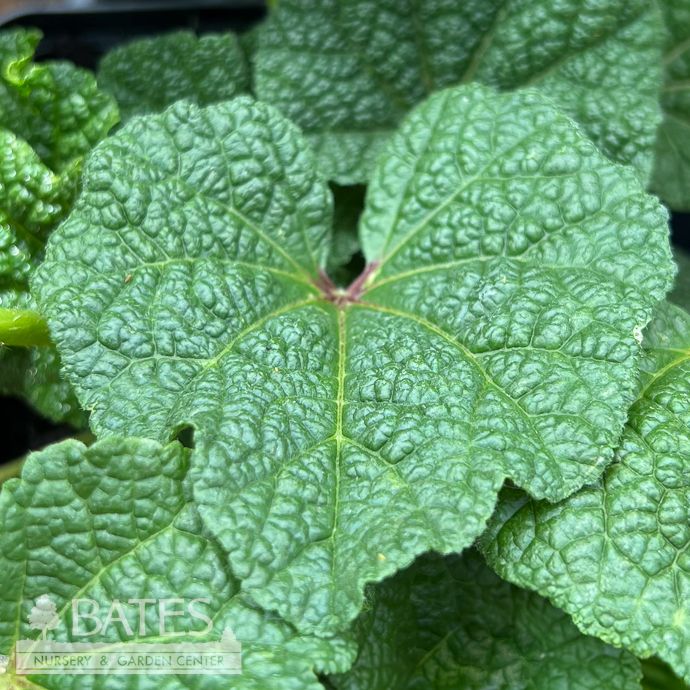 QP Alcea Chater's Double Mix/ Hollyhock