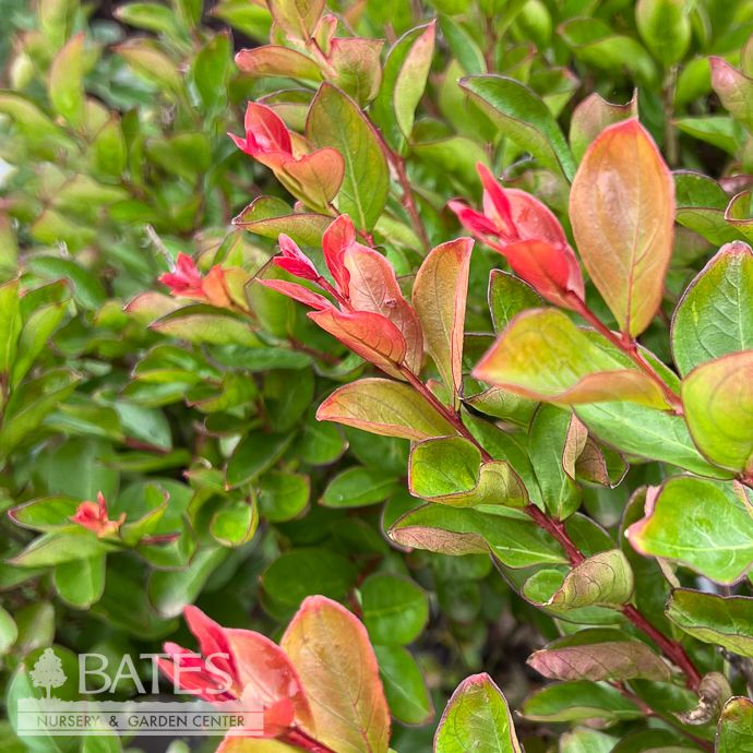 #5 Lagerstroemia Petite Red Imp/ Deep-crimson Dwarf Crape Myrtle
