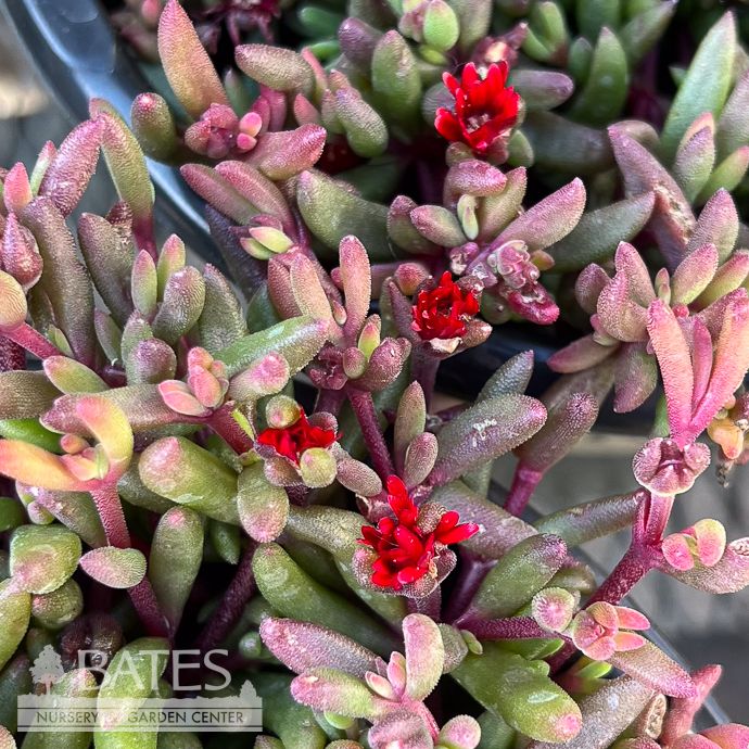 #1 Delosperma Desert Dancers 'Red'/ Ice Plant