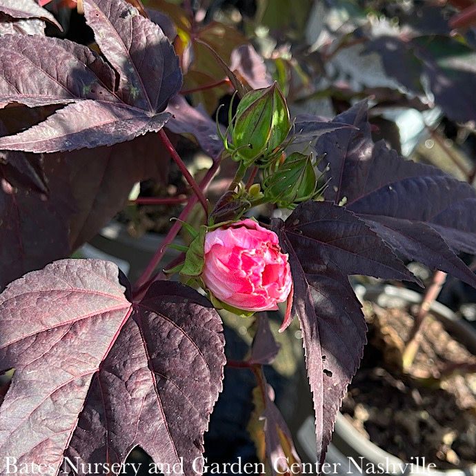 #2 Hibiscus mosc Moonshadow 'Rosita'/ Pink Hardy Swamp Mallow Native (TN)