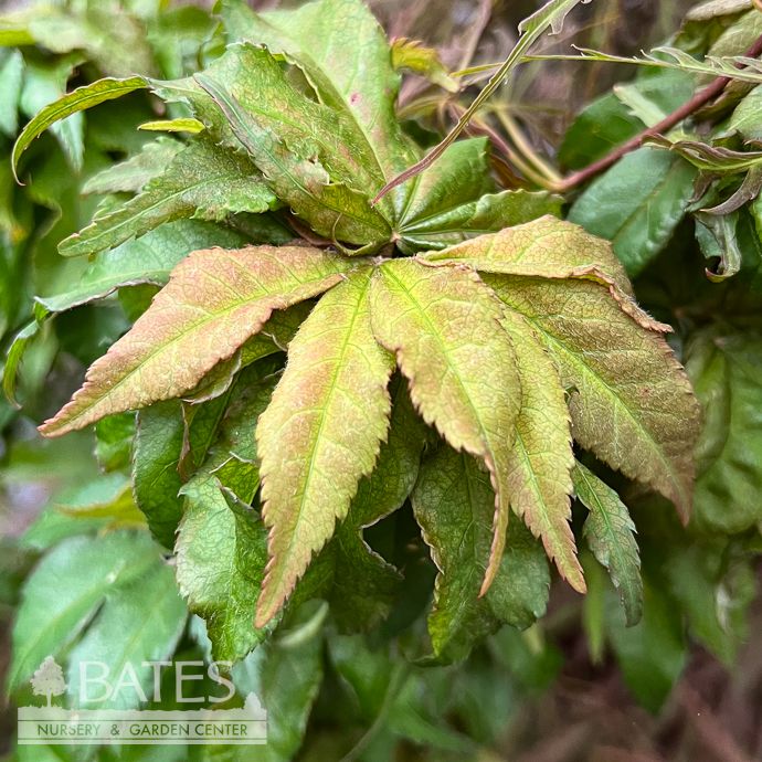 #3 Acer pal Nebula/ Variegated Upright Japanese Maple