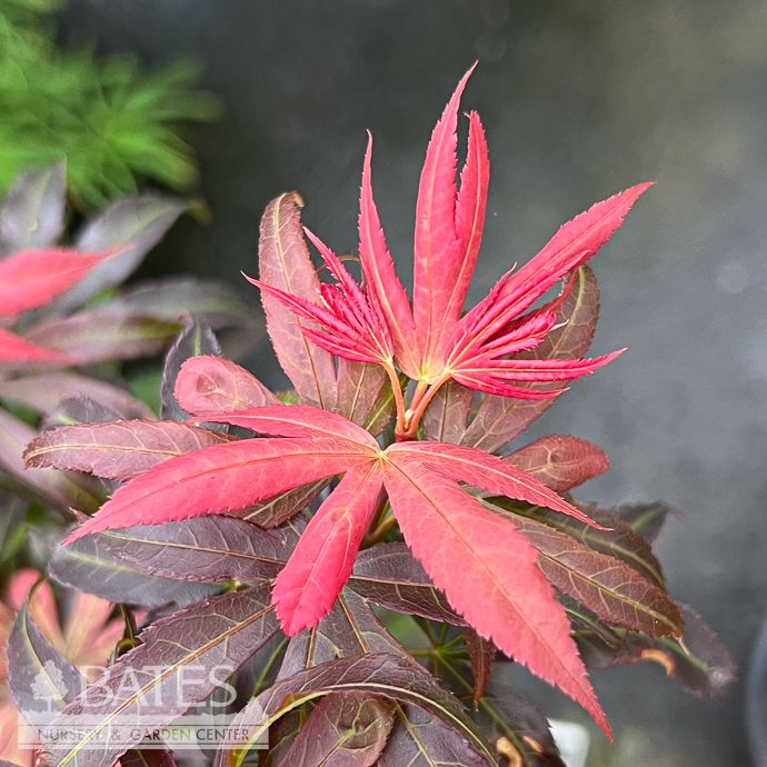 #3 Acer pal Alpine Sunrise/ Dwarf Red Japanese Maple