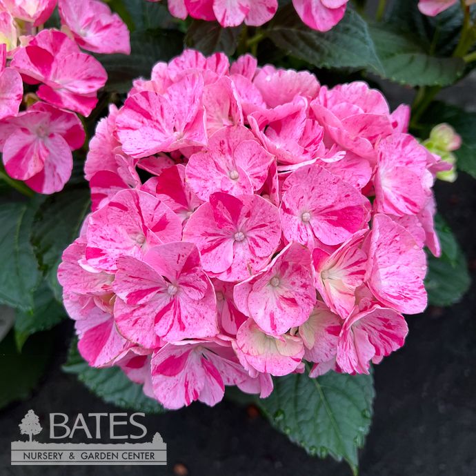 Deciduous Shrubs | Bates Nursery and Garden Center | Nashville, TN
