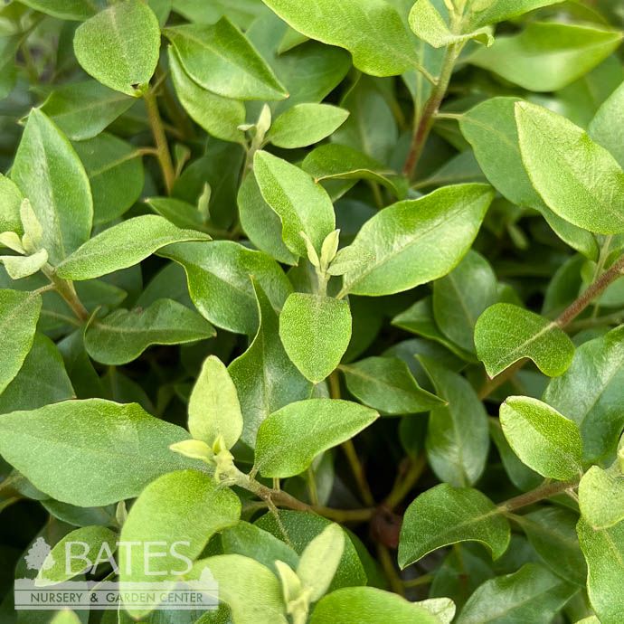 #3 Rhododendron x Compact PJM/ Pink - No Warranty