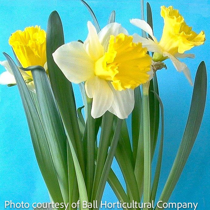 Bulb Daffodil/Narcissus Trumpet Attraction /White w/Pale Yellow Cup 8 ...