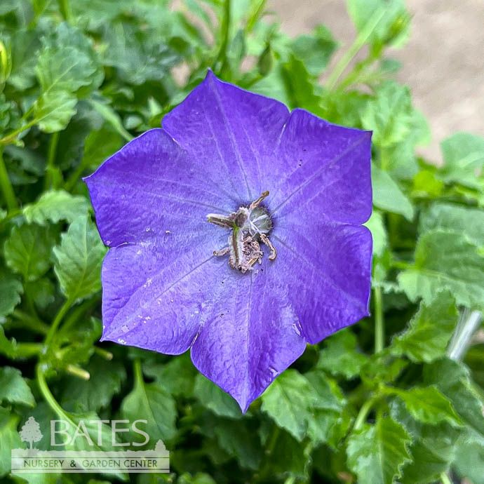 #1 Campanula carp Pristar 'Deep Blue'/ Bellflower