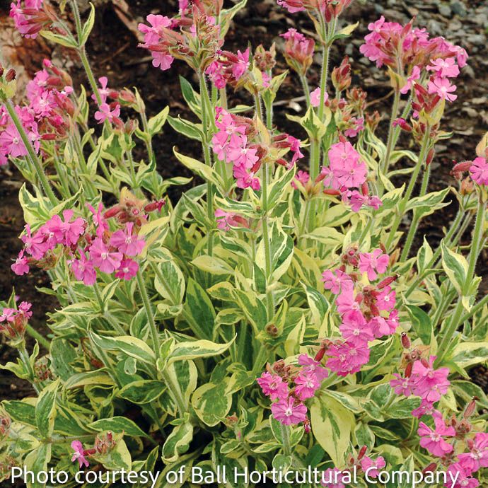 #1 Silene dioica Valley High/ Variegated Pink Catchfly