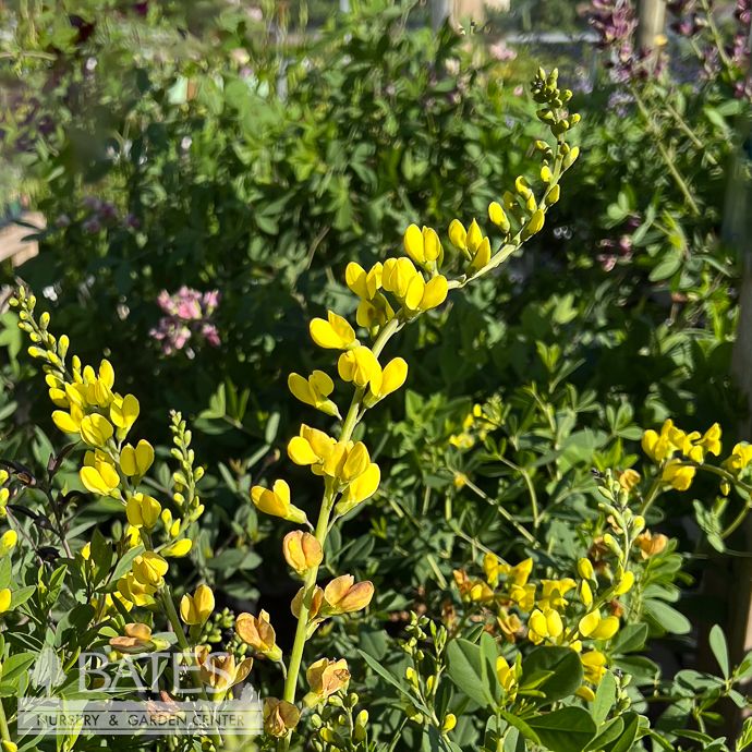 #1 Baptisia x Solar Flare Prairie Blues/ Yellow False Indigo