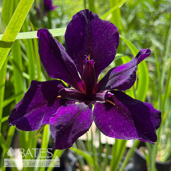 #1 Iris x Full Eclipse/ Purple Louisiana
