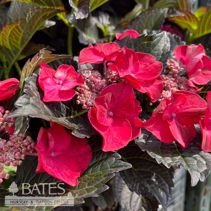 #2 Hydrangea mac Tuxedo 'Black Tie'/ Bigleaf/ Red Mophead, Dark Foliage