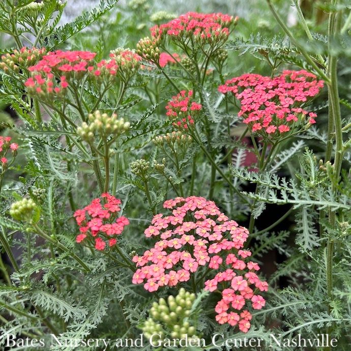 #1 Achillea mill Tutti Frutti Apricot Delight/ Yarrow Native (TN)