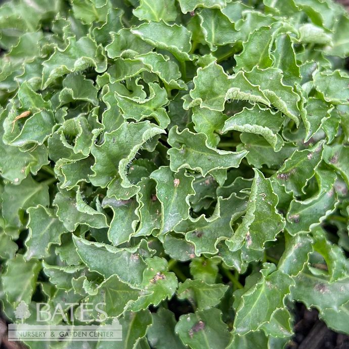 QP Campanula carp Deep Blue Clips/ Bellflower