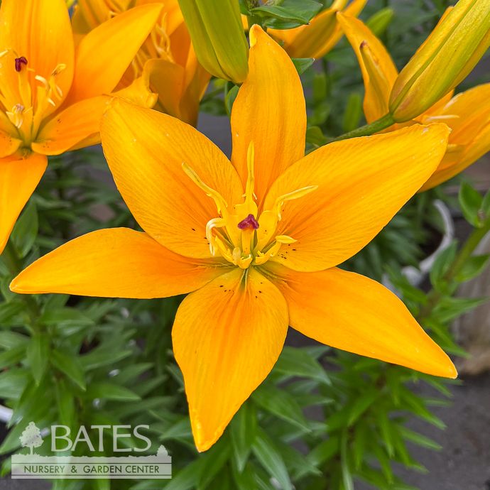 #1 Lilium x Double Backhand/ Yellow Lily