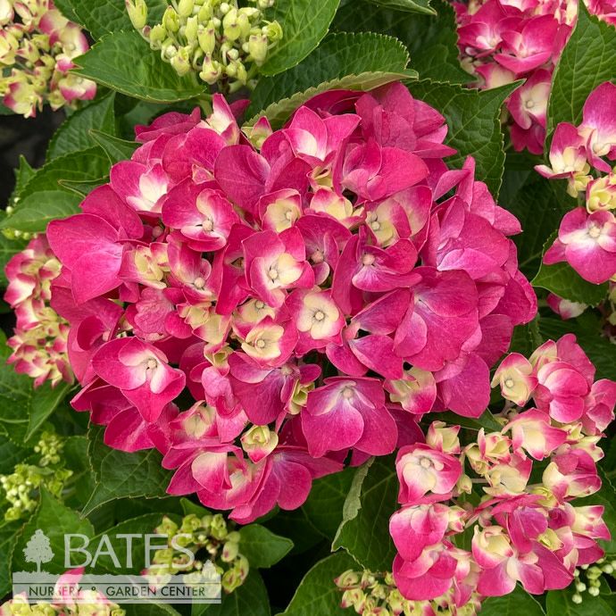 #2 Hydrangea mac PW Wee Bit Giddy/ Bigleaf/ Dwarf Red Mophead