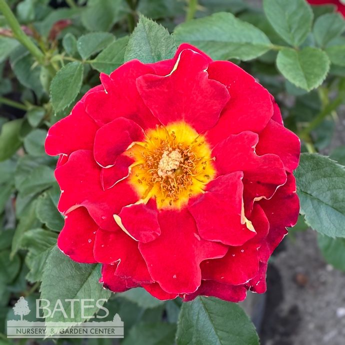 #2 Rosa Ketchup & Mustard/ Red, Yellow Floribunda Rose - No Warranty