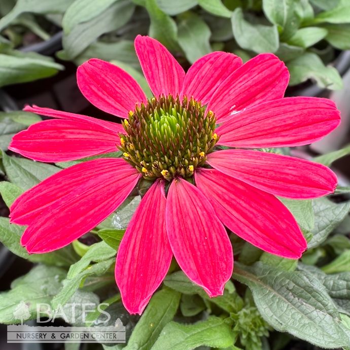 #1 Echinacea x Evolution Embers Fever/ Red Coneflower