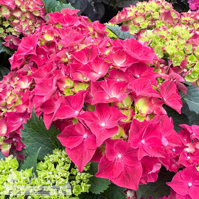 #2 Hydrangea mac Hi 'Fire'/ Bigleaf Red to Purple