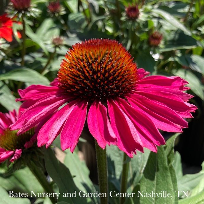 #1 Echinacea x Kismet 'Raspberry'/ Dwarf Pink Coneflower