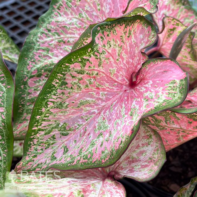 Bulb Caladium Dot's Delight Strap #1 1ea