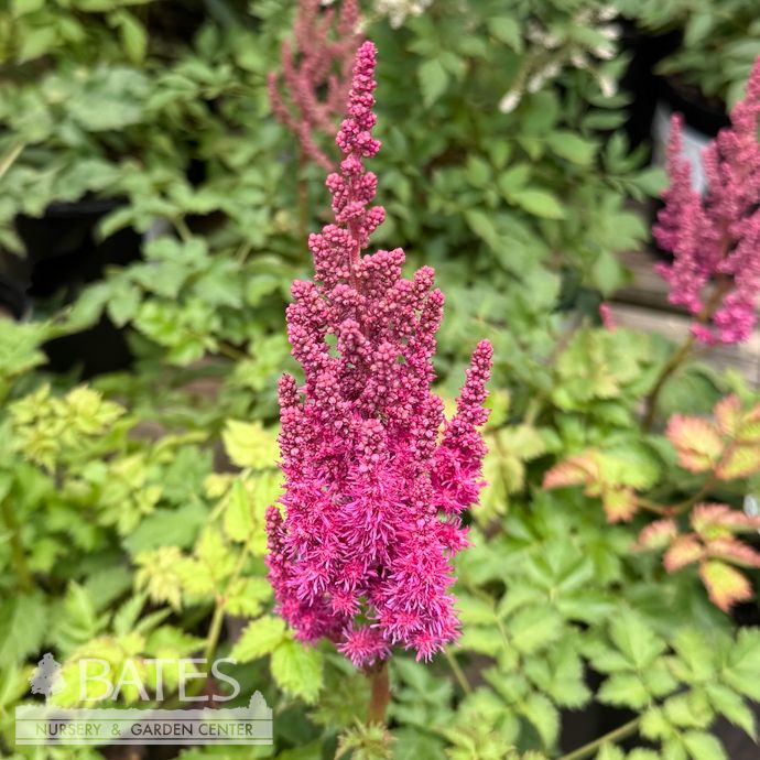 #1 Astilbe x arendsii Color Flash 'Lime'/ Pink