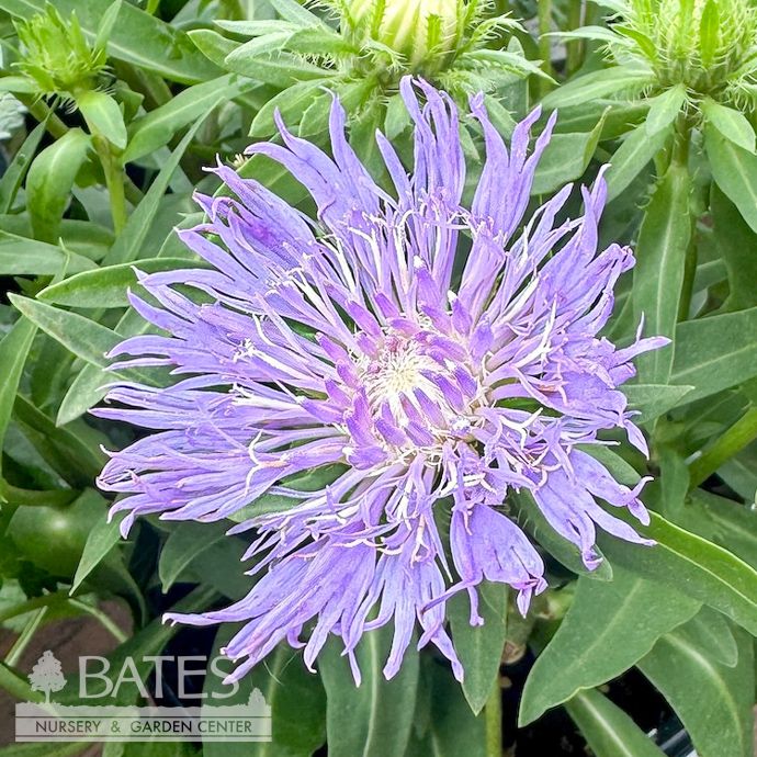 #1 Stokesia laevis PW Riptide/ Blue Stoke's Aster Native (R)